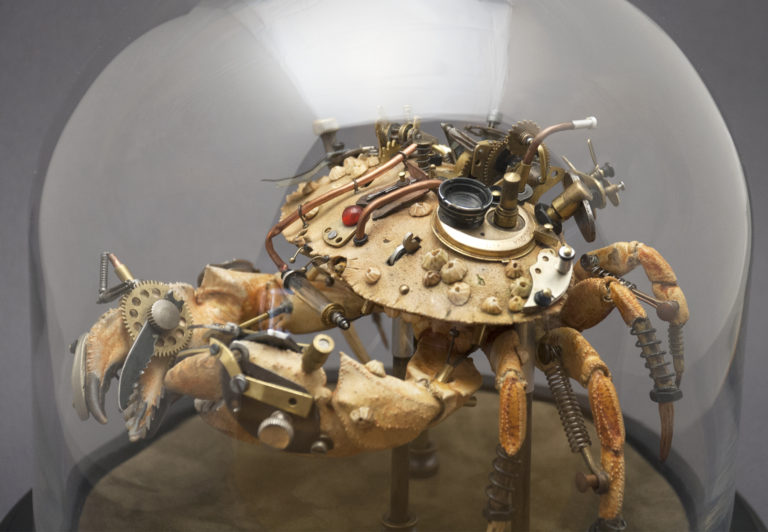 Cancridae: cancer irroratus - Insect Lab Studio