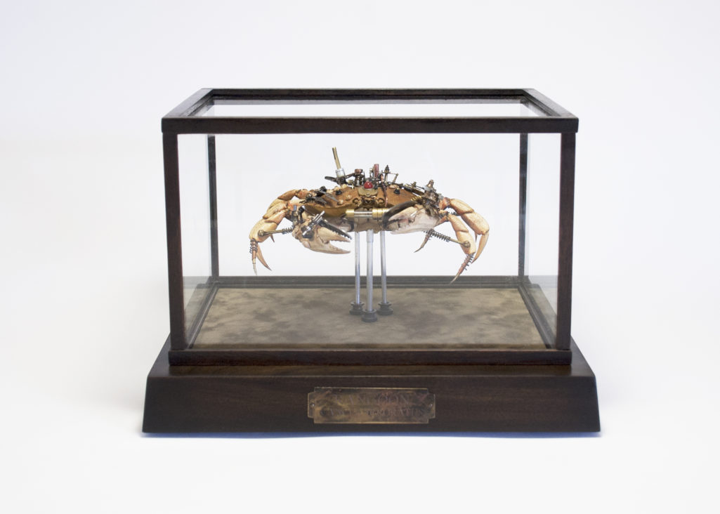 Arachnid Archives - Insect Lab Studio